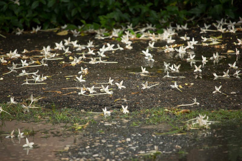 Indian Cork Tree Flowers Falling on the Ground Stock Image - Image of ...