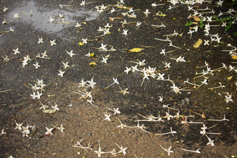 101 Falling Flowers Ground Rain Stock Photos - Free & Royalty-Free ...