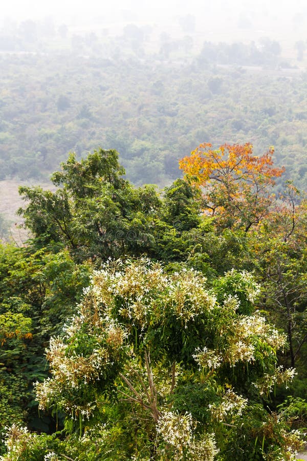 Indian Cork Tree or Millingtonia Hortensis White Flowers and Buds Stock ...