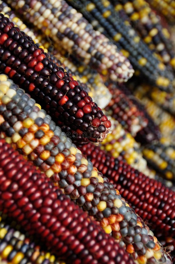 Indian Corn #1 stock image. Image of colorful, corn, harvest - 11452497