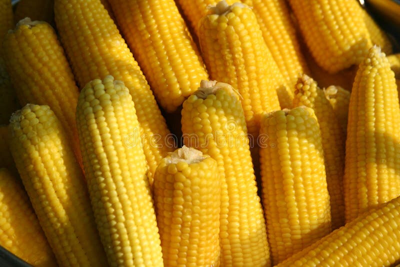 Indian corn stock photo. Image of light, maize, sappy - 1078176