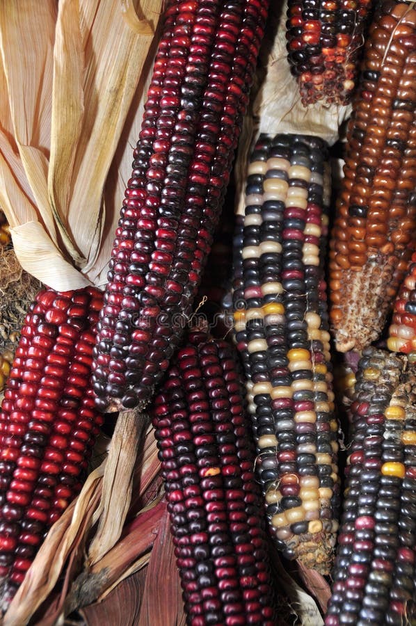 Indian Corn stock image. Image of season, natural, yellow - 11519837