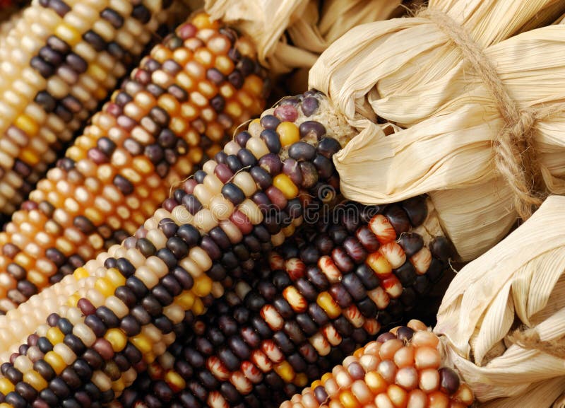 Indian Corn With Corn Stalks Stock Image - Image of autumn, fall: 46068325