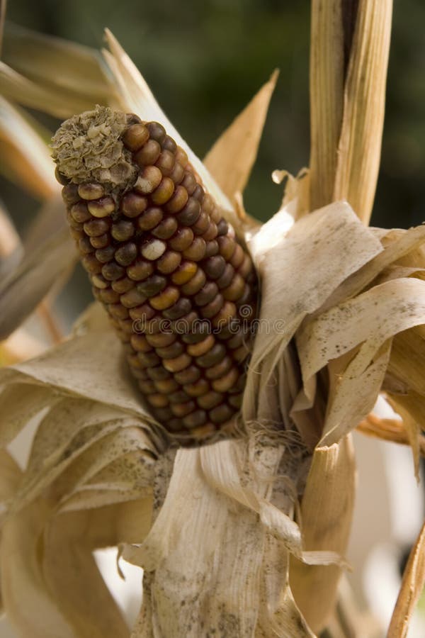 Indian Corn stock image. Image of thanksgiving, food, kernels - 1356935