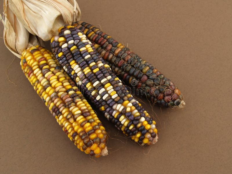 Blue Corn with Stalk on a Bed of Mixed Indian Corn Stock Photo - Image ...