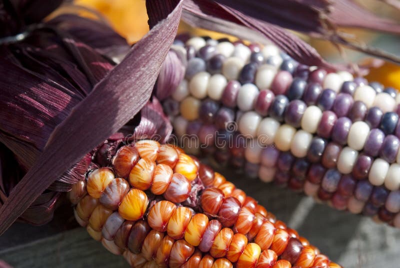 Indian corn #2 stock image. Image of potpourri, seasonal - 1394843