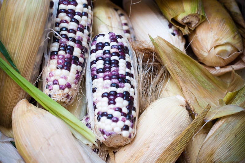 Indian Corn Picture. Image: 15309132