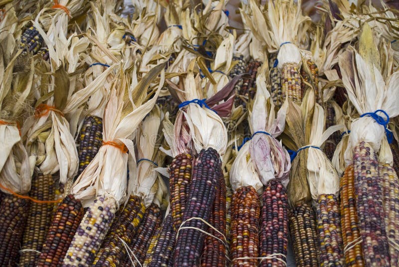 Indian Corn stock image. Image of corn, decoration, fall - 16243253