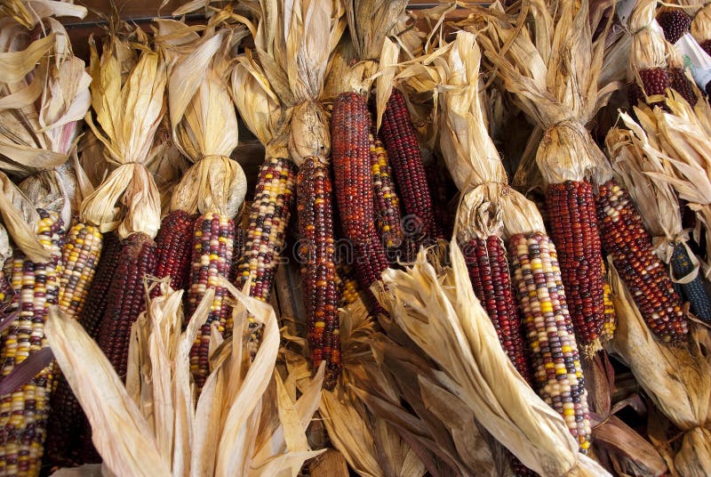 13+ Colourful indian corn Free Stock Photos - StockFreeImages