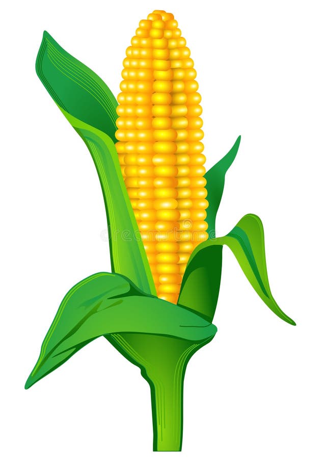 Indian Corn Clip Art