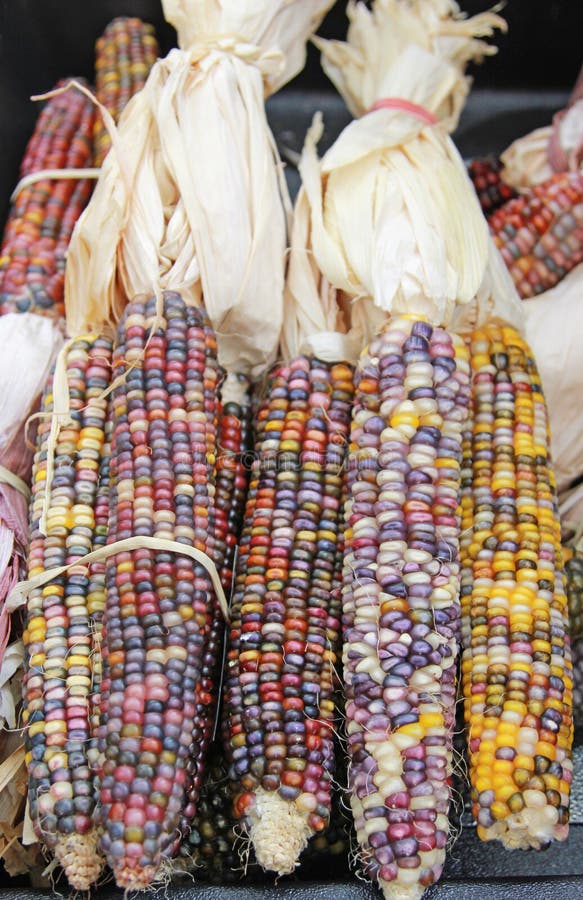 Indian Corn stock image. Image of harvest, farm, seasonal - 17034279