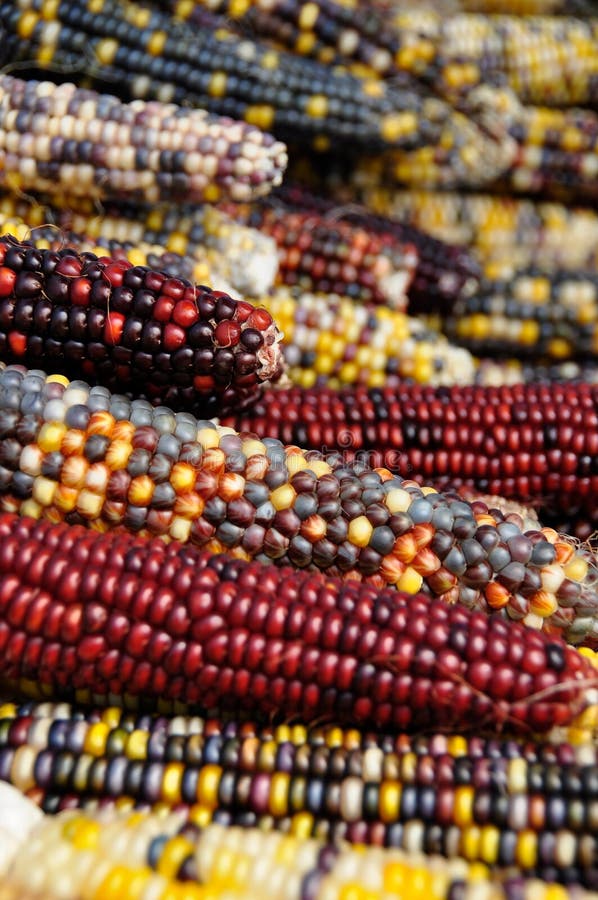 Indian Corn #2 stock image. Image of thanksgiving, purple - 11452507