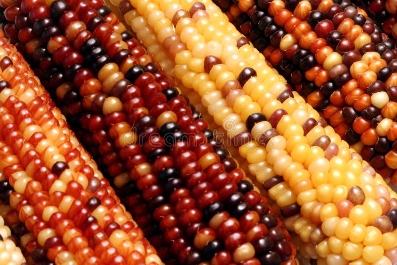 Indian corn stock photo. Image of colorful, food, nature - 250090