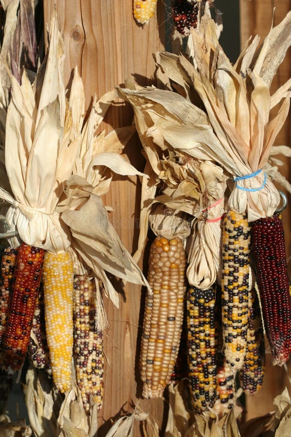 Colorful Indian Corn Hanging on Wooden Wall. Stock Photo - Image of ...