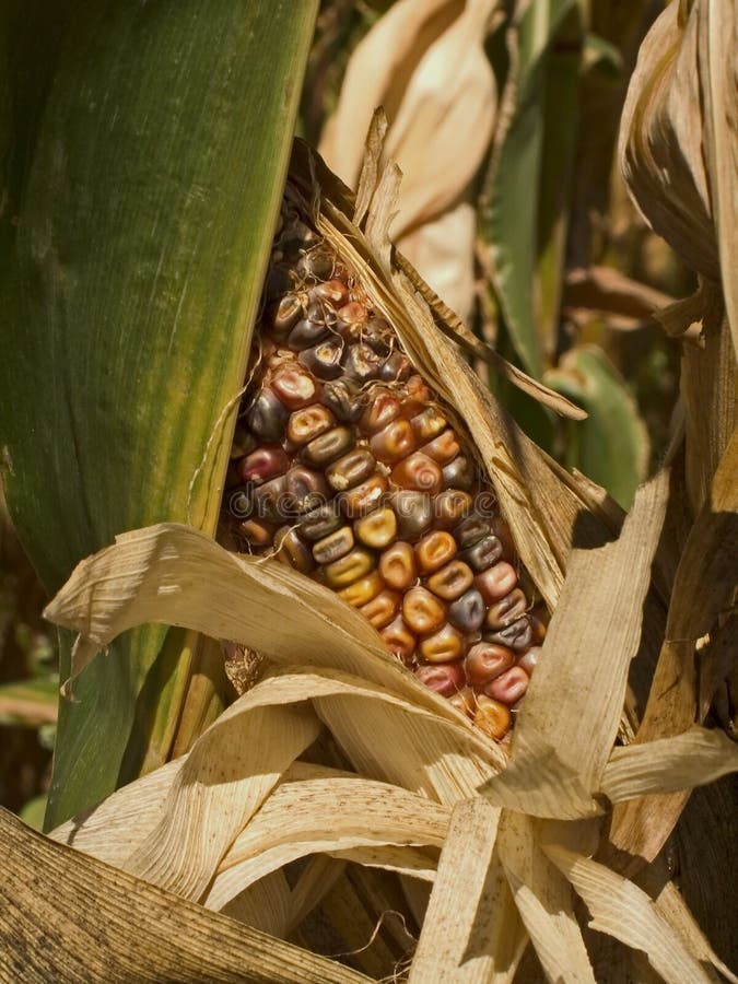 Indian Corn Stalk