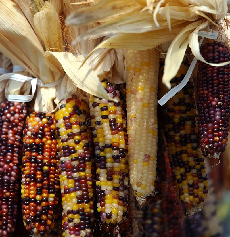 Indian Corn stock photo. Image of tied, autumn, feed, stalks - 246118