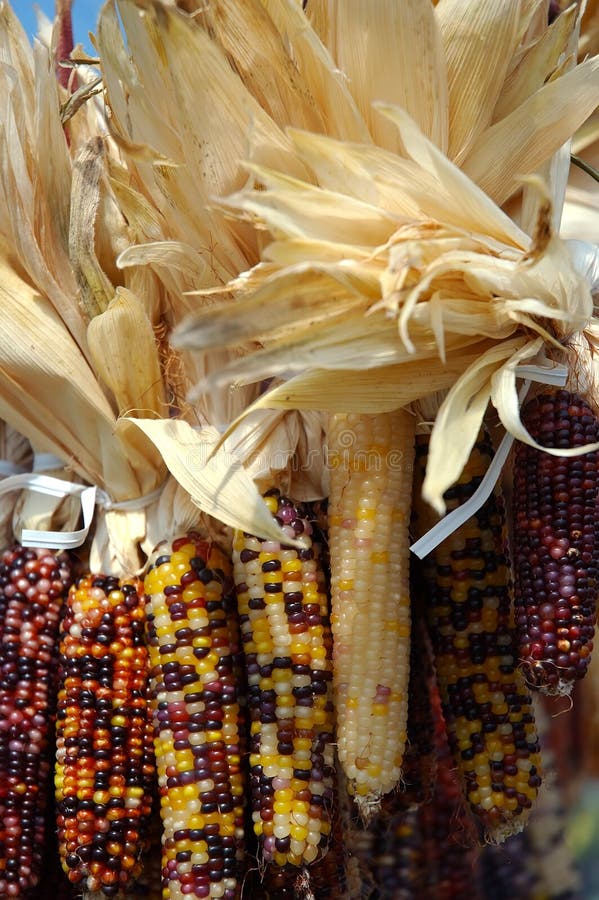 Indian Corn stock photo. Image of tied, autumn, feed, stalks - 246118