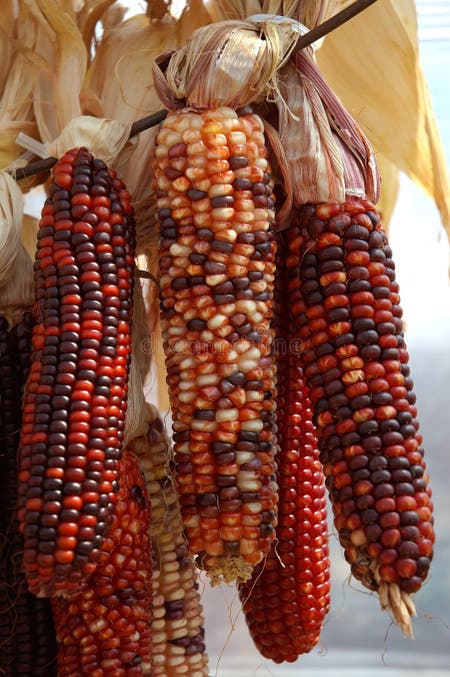 Indian Corn stock photo. Image of tied, autumn, feed, stalks - 246118