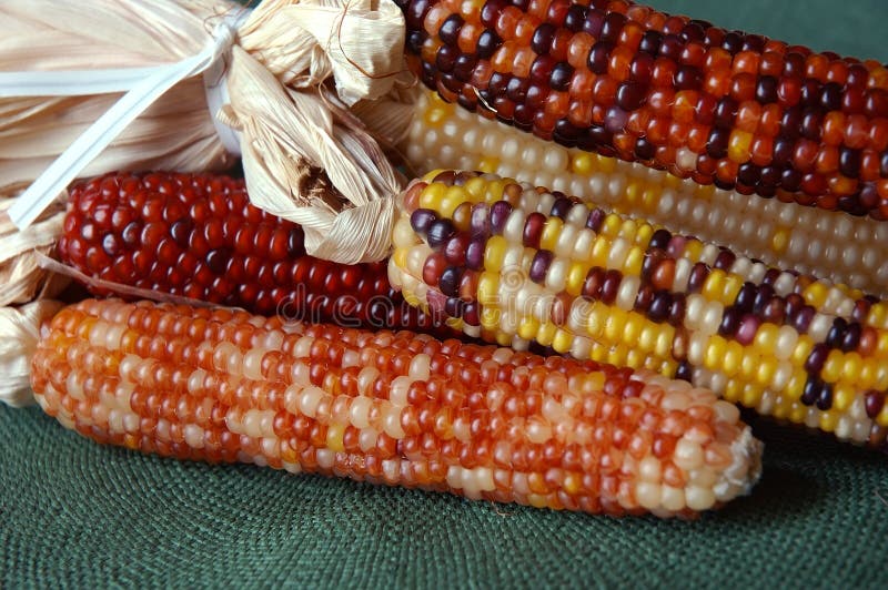Indian Corn stock photo. Image of tied, autumn, feed, stalks - 246118