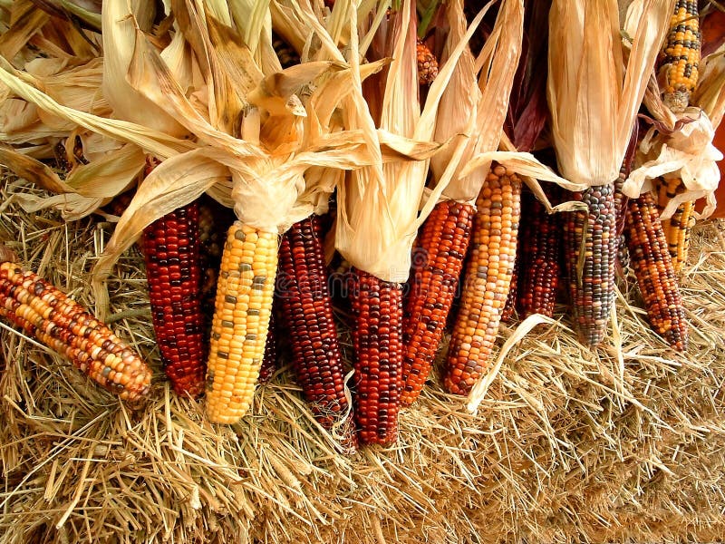 Indian Corn stock photo. Image of decorate, fall, dried - 253586