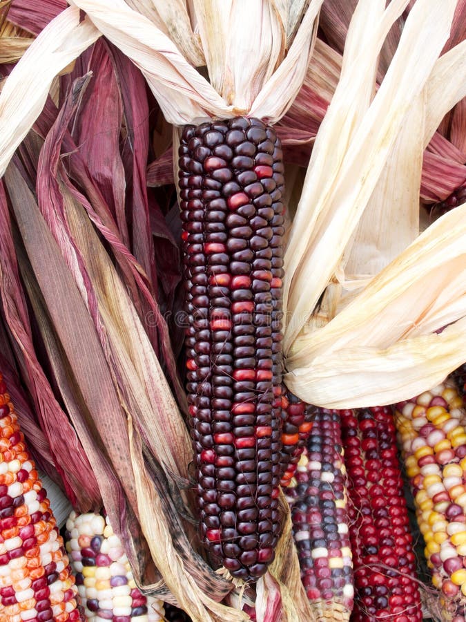 Indian Corn stock photo. Image of purple, husk, yellow - 11173484
