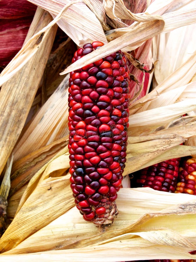 Indian Corn stock photo. Image of purple, husk, yellow - 11173484