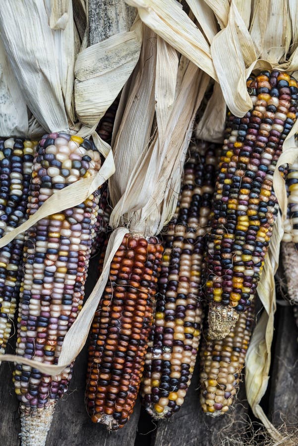 Indian Corn stock photo. Image of yellow, flint, corn - 28311994