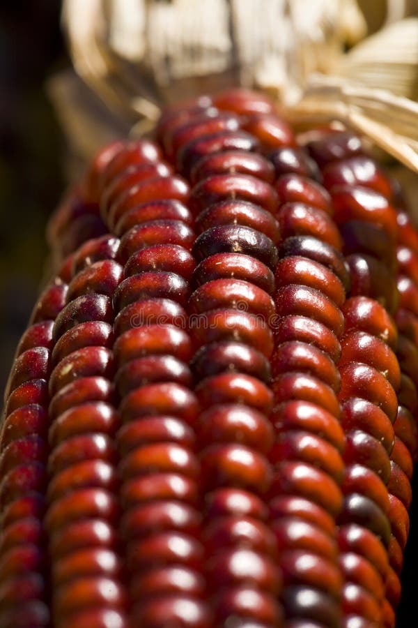 Indian Corn stock image. Image of background, october - 3227701