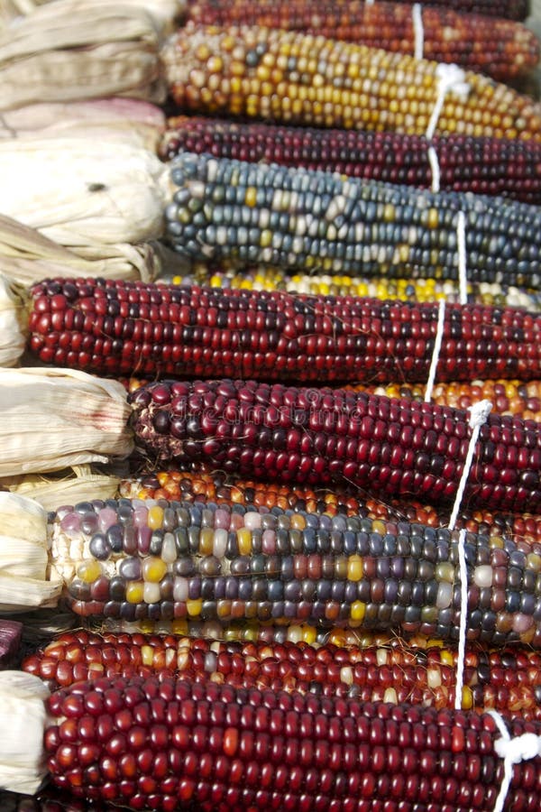 Indian Corn Picture. Image: 3277025