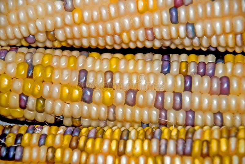 Indian corn stock photo. Image of autumn, colored, colorful - 3308148