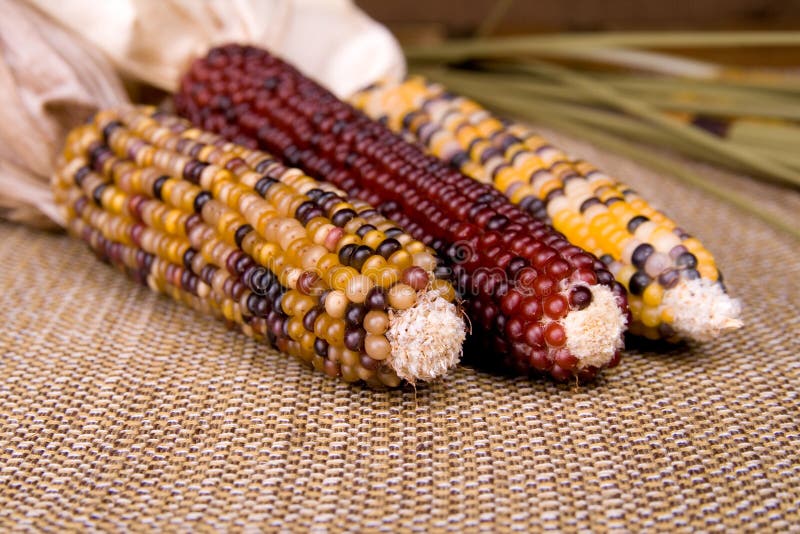 Indian Corn stock image. Image of corn, life, yellow, purple - 3428159