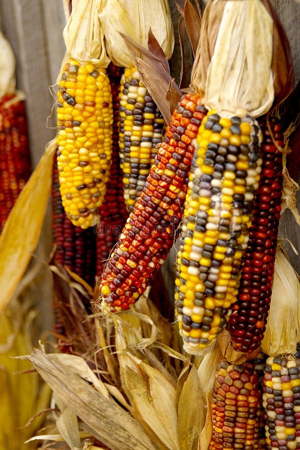 Indian corn stock image. Image of cook, market, fresh - 3465353