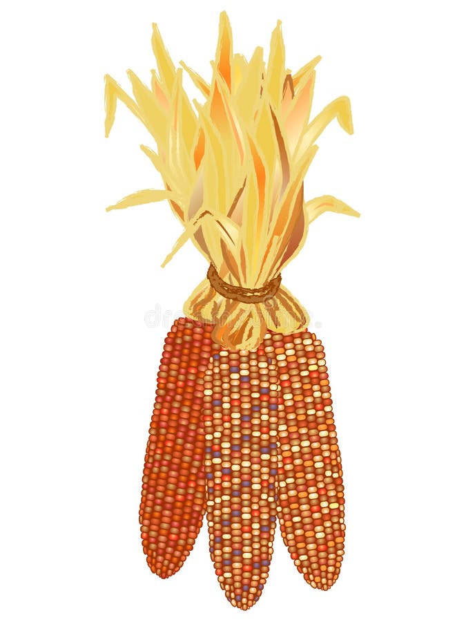 Indian Corn Clipart