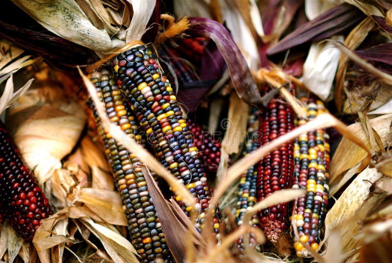 Indian Corn stock photo. Image of corn, halloween, decorate - 3556230