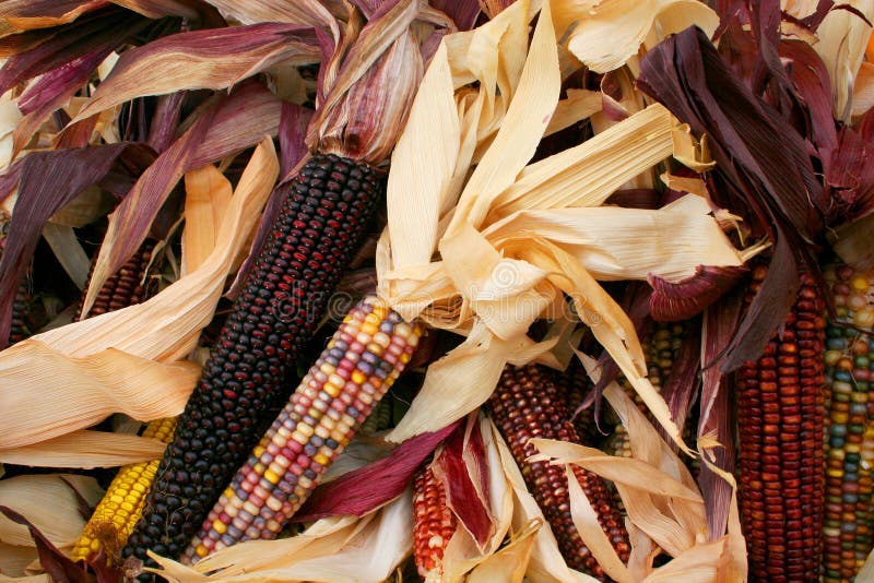 Indian Corn 5717 stock image. Image of maize, thanksgiving - 3389283