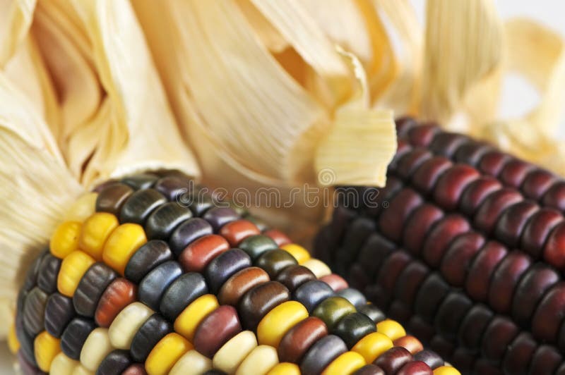 Indian corn stock image. Image of detail, kernels, ears - 6424275