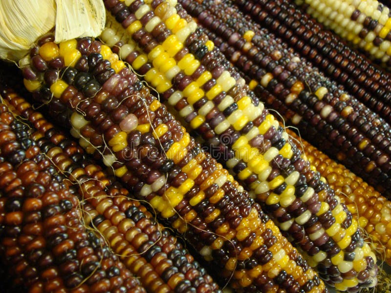 Indian Corn Picture. Image: 6430436