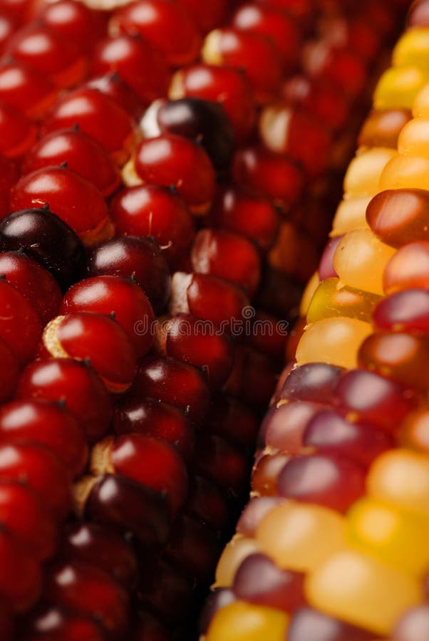 Indian Corn Picture. Image: 6715990