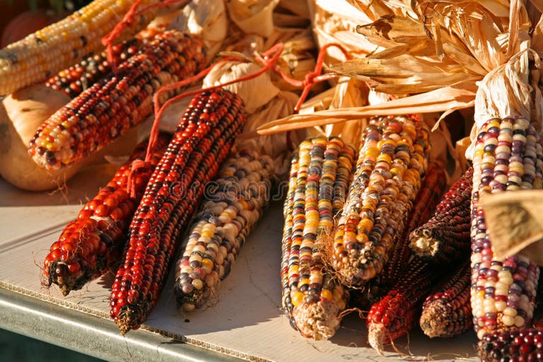 16,226 Indian Corn Images Stock Photos - Free & Royalty-Free Stock ...