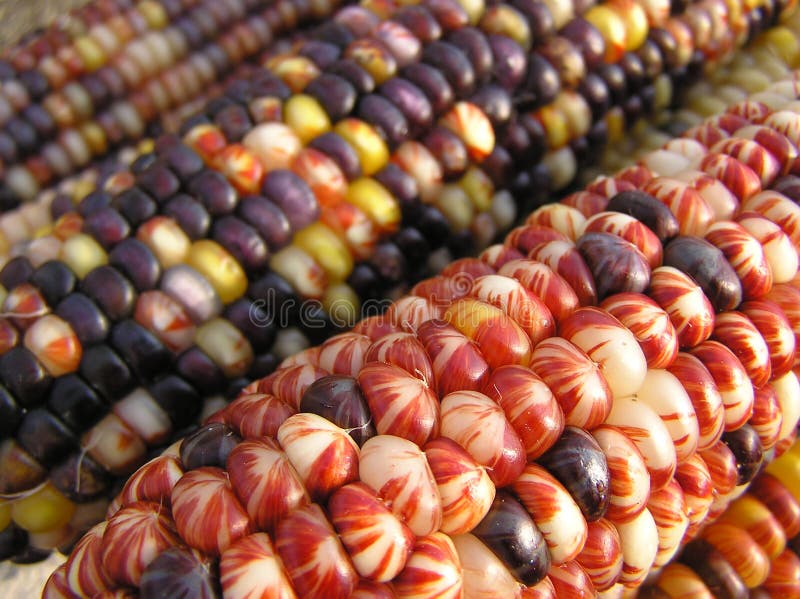 Indian corn stock image. Image of markets, indian, season - 316677