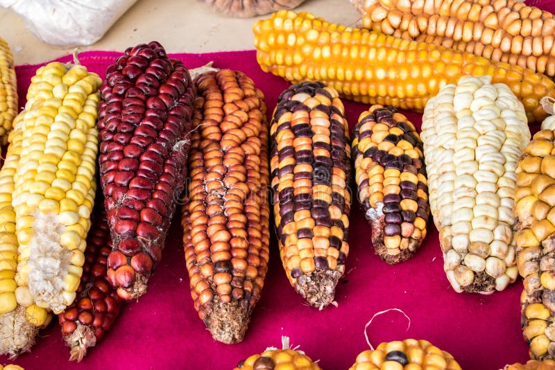Indian corn in basket stock photo. Image of close, grain - 98172084