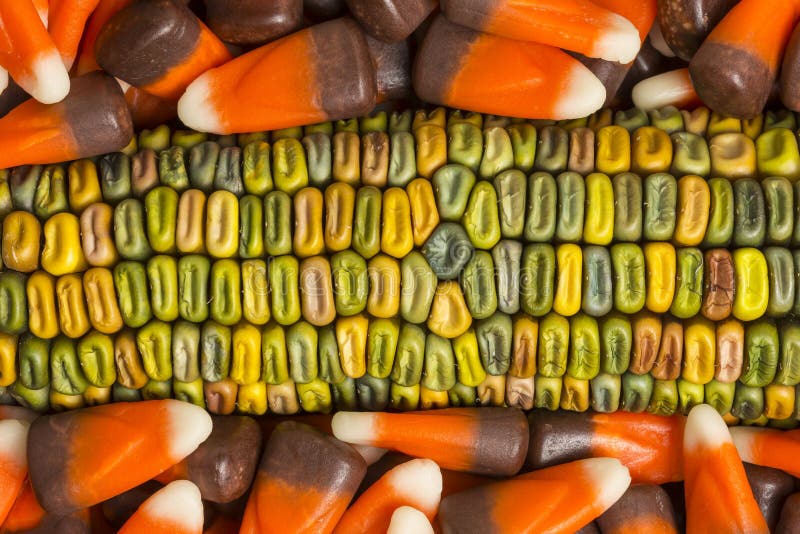 Indian Corn in Candy stock image. Image of dessert, confection - 46065565