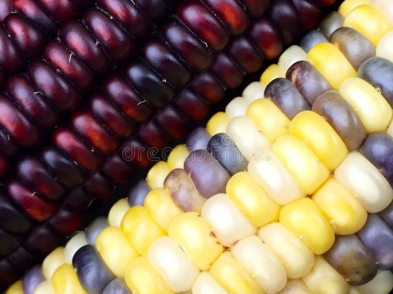 Indian corn stock photo. Image of autumn, farming, close - 79891788
