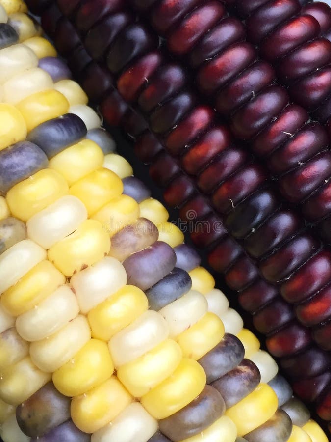 Indian corn stock image. Image of autumn, indian, fall - 79891791