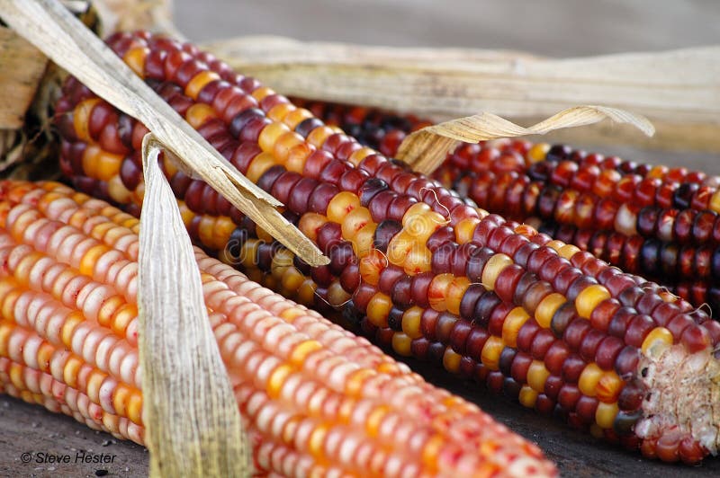 Indian Corn stock image. Image of corn, ears, husked, group - 3234311