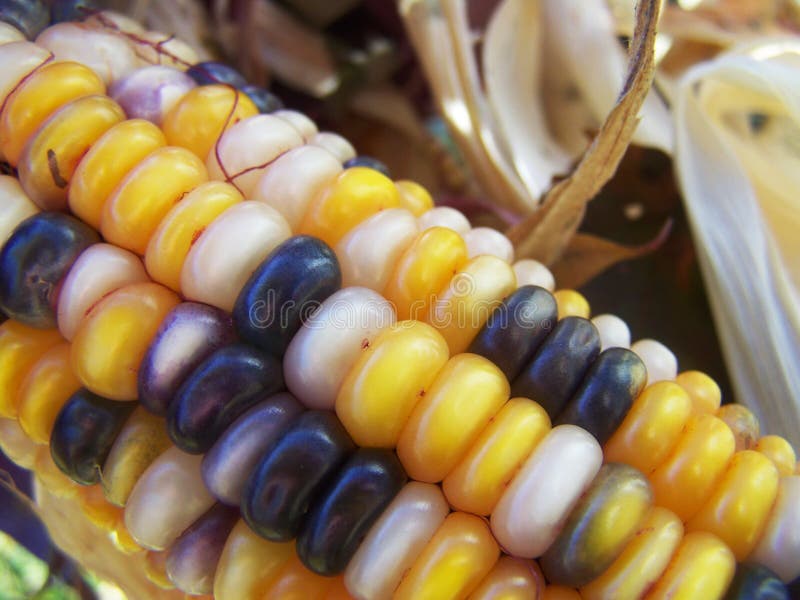 Indian corn close up stock image. Image of indurata, holiday - 44850957