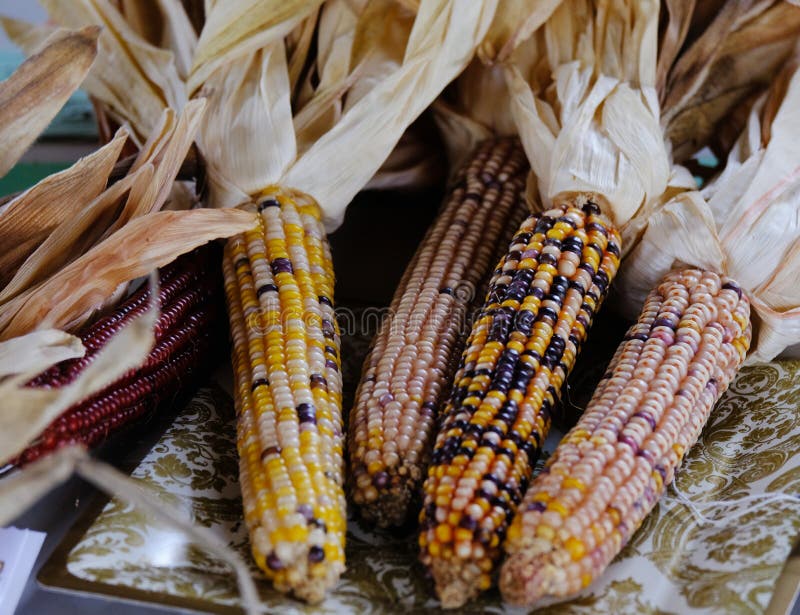 Indian Corn Closeup for Fall Stock Image - Image of shows, maize: 144942113