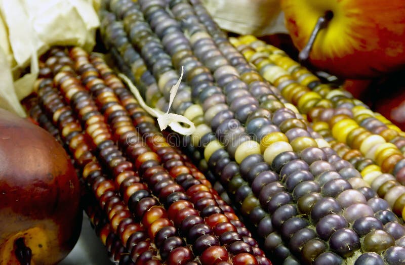 Indian Corn Cin Burgundy, Yellow, Brown and Grey, Stock Image - Image ...