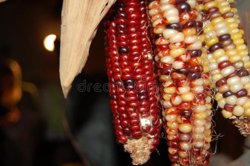 Indian corn stock photo. Image of holiday, seasonal, decorative - 79221092