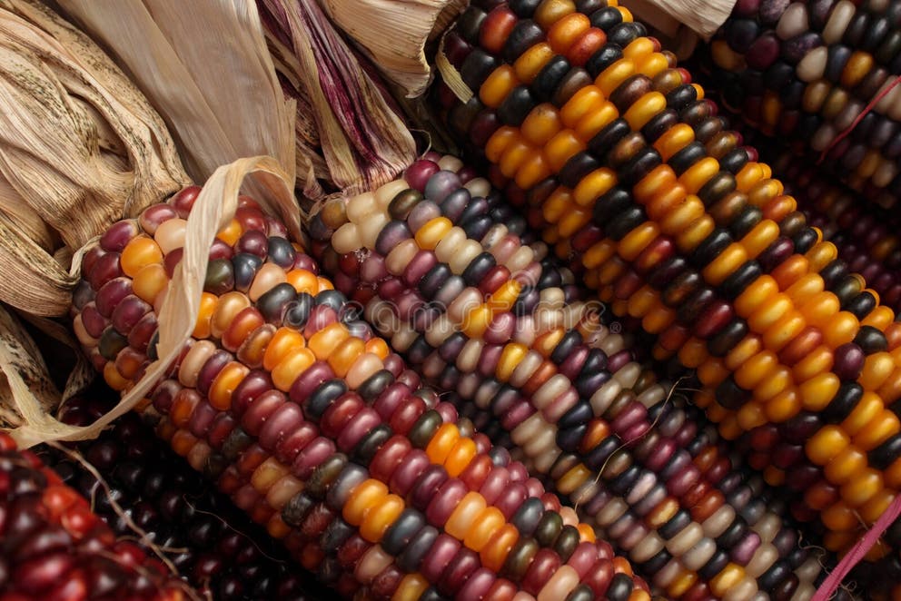 Indian corn cobbs stock image. Image of october, corn - 16326597